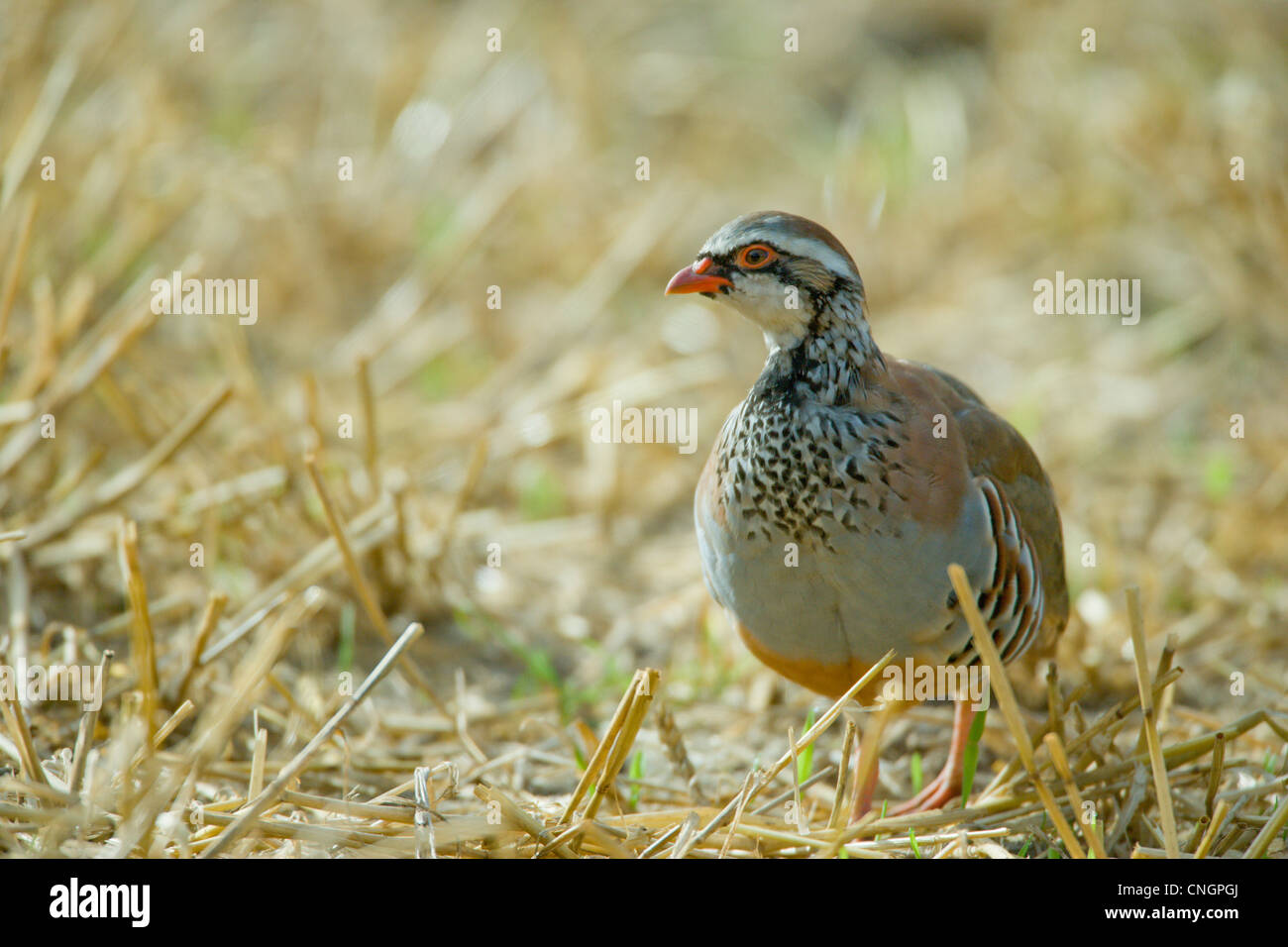 Red-legged Partridge Alectoris rufa in stubble field. UK Stock Photo ...