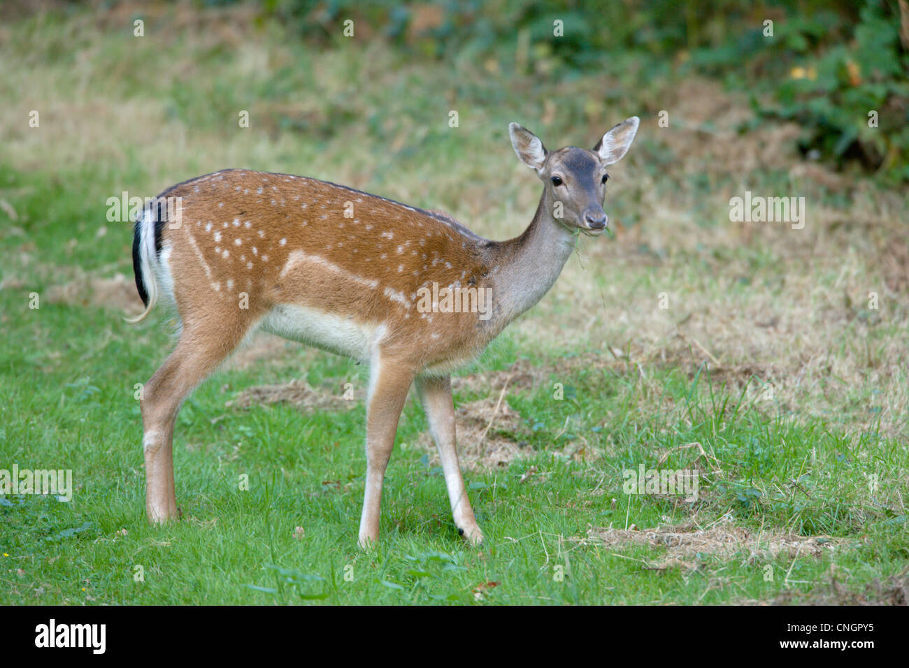 Female Fallow deer doe, Dama dama, in grass ride. UK Stock Photo - Alamy