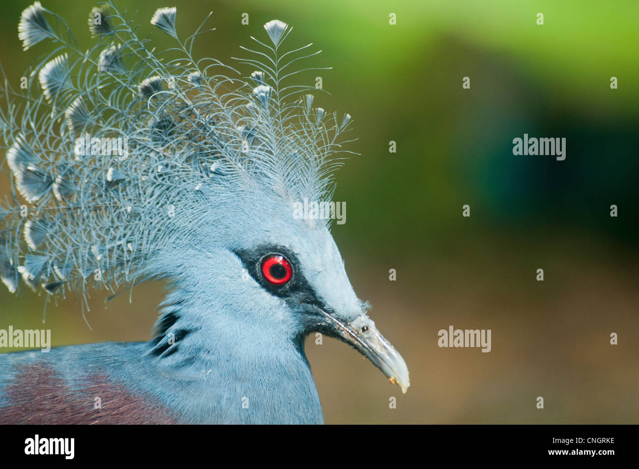 Victoria crowned bird goura victoria hi-res stock photography and ...