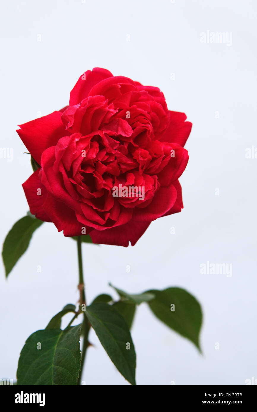 Single Red Rose flower Stock Photo - Alamy