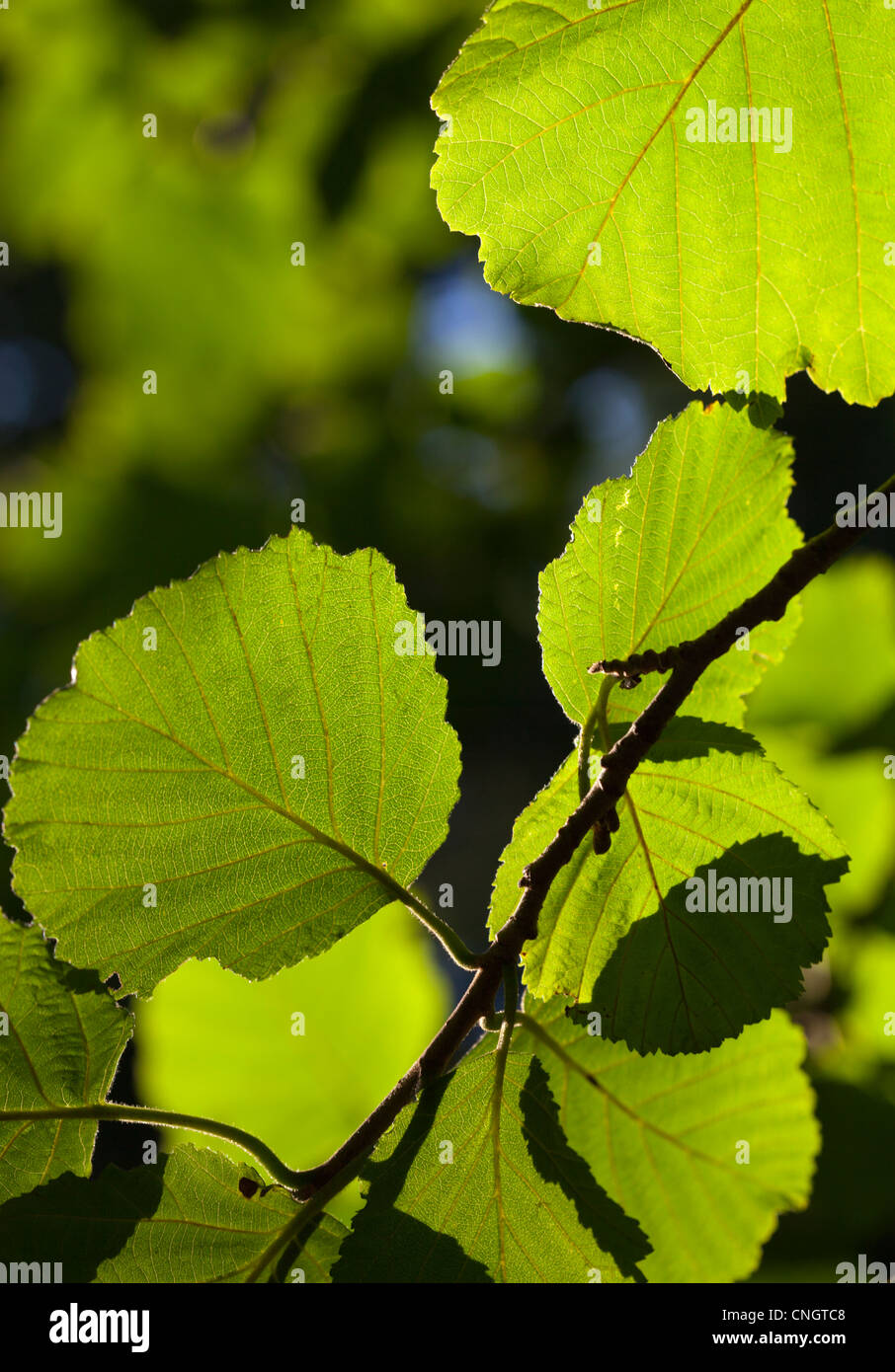 Manchurian alder Alnus Hirsuta , Betulaceae tree leaves Stock Photo - Alamy