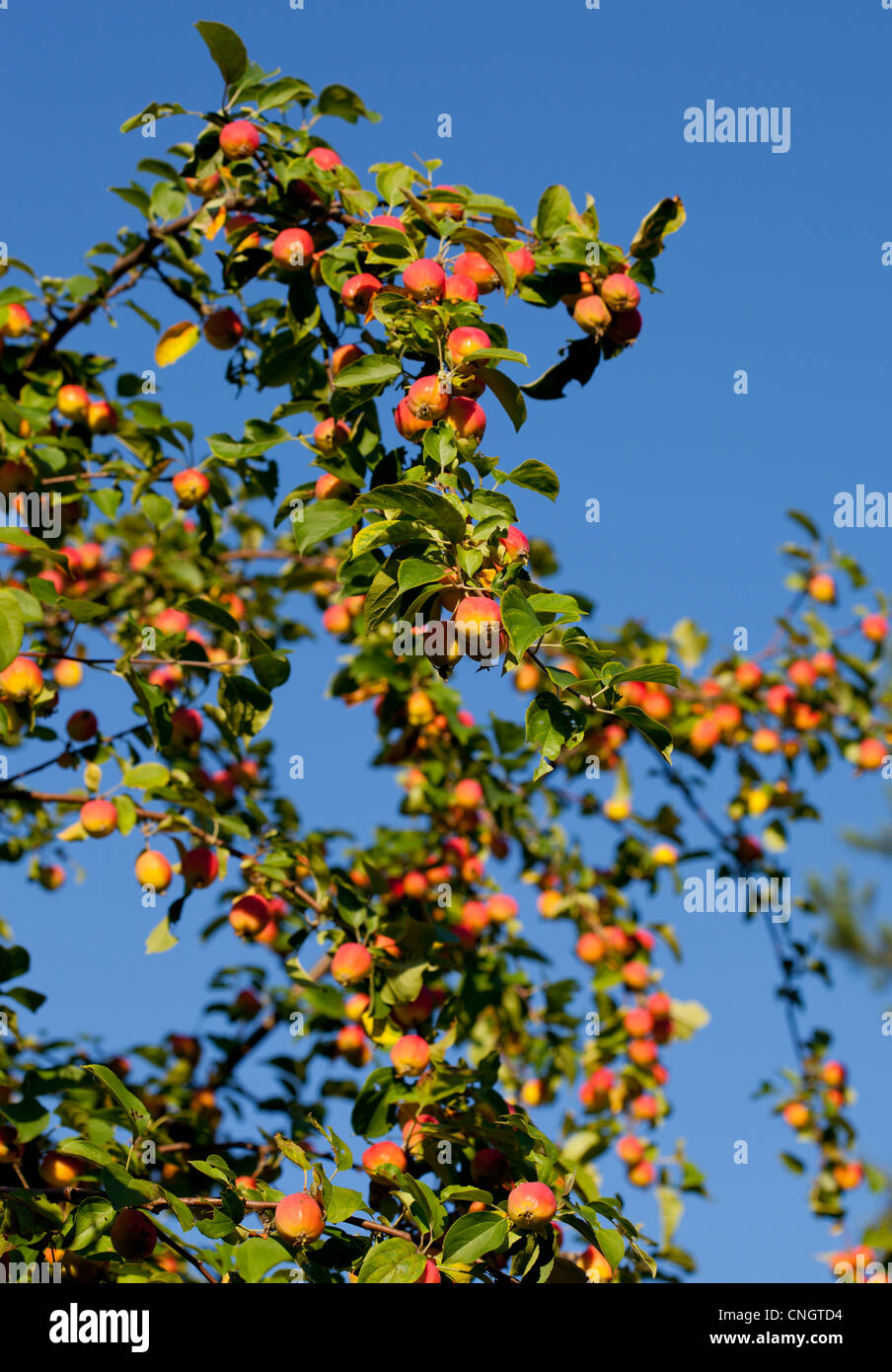 Apple tree filled with fruit hi-res stock photography and images - Alamy