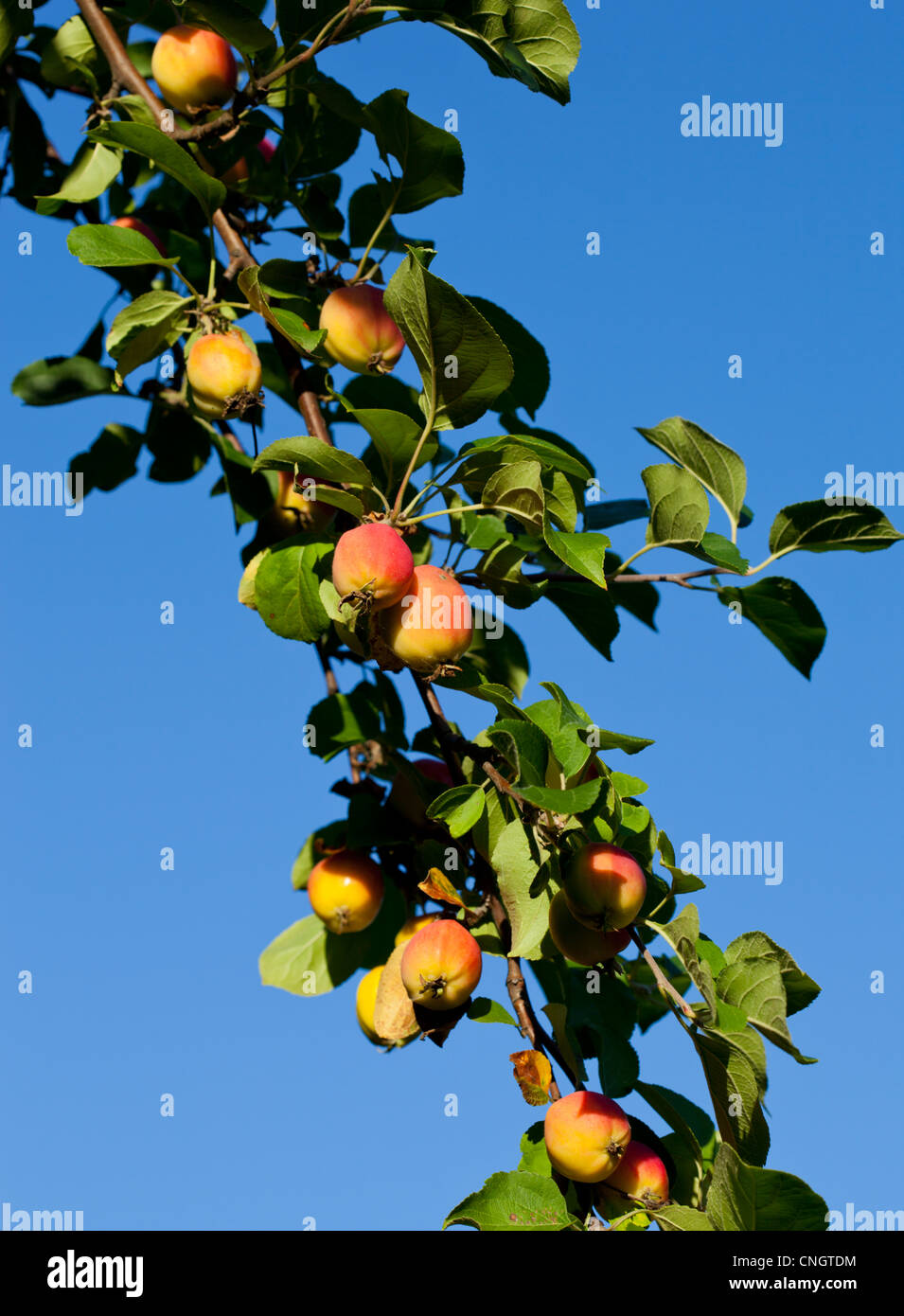 Apple tree filled with fruit hi-res stock photography and images - Alamy