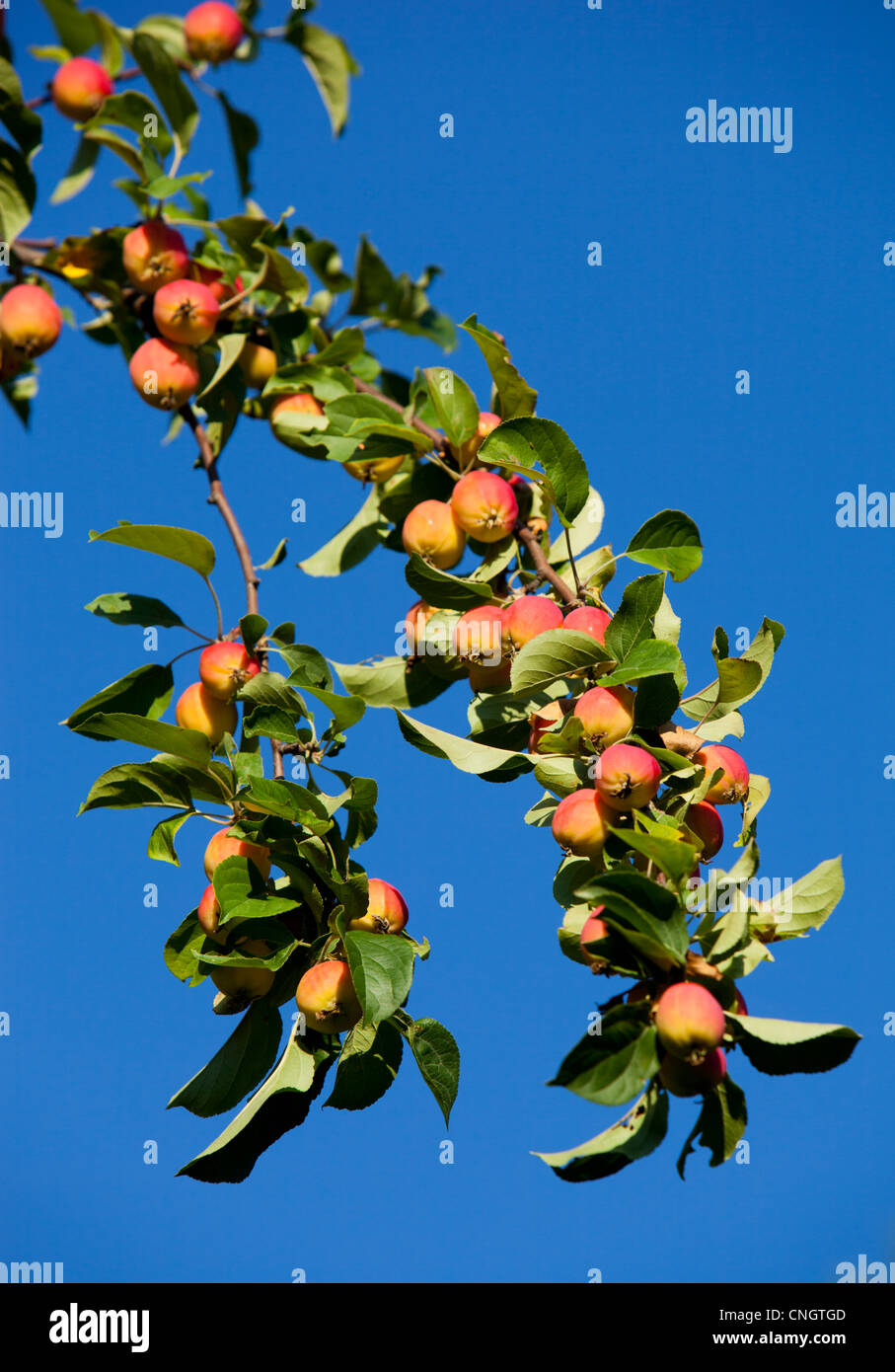 Apple tree branch with ripe apples , Finland Stock Photo - Alamy