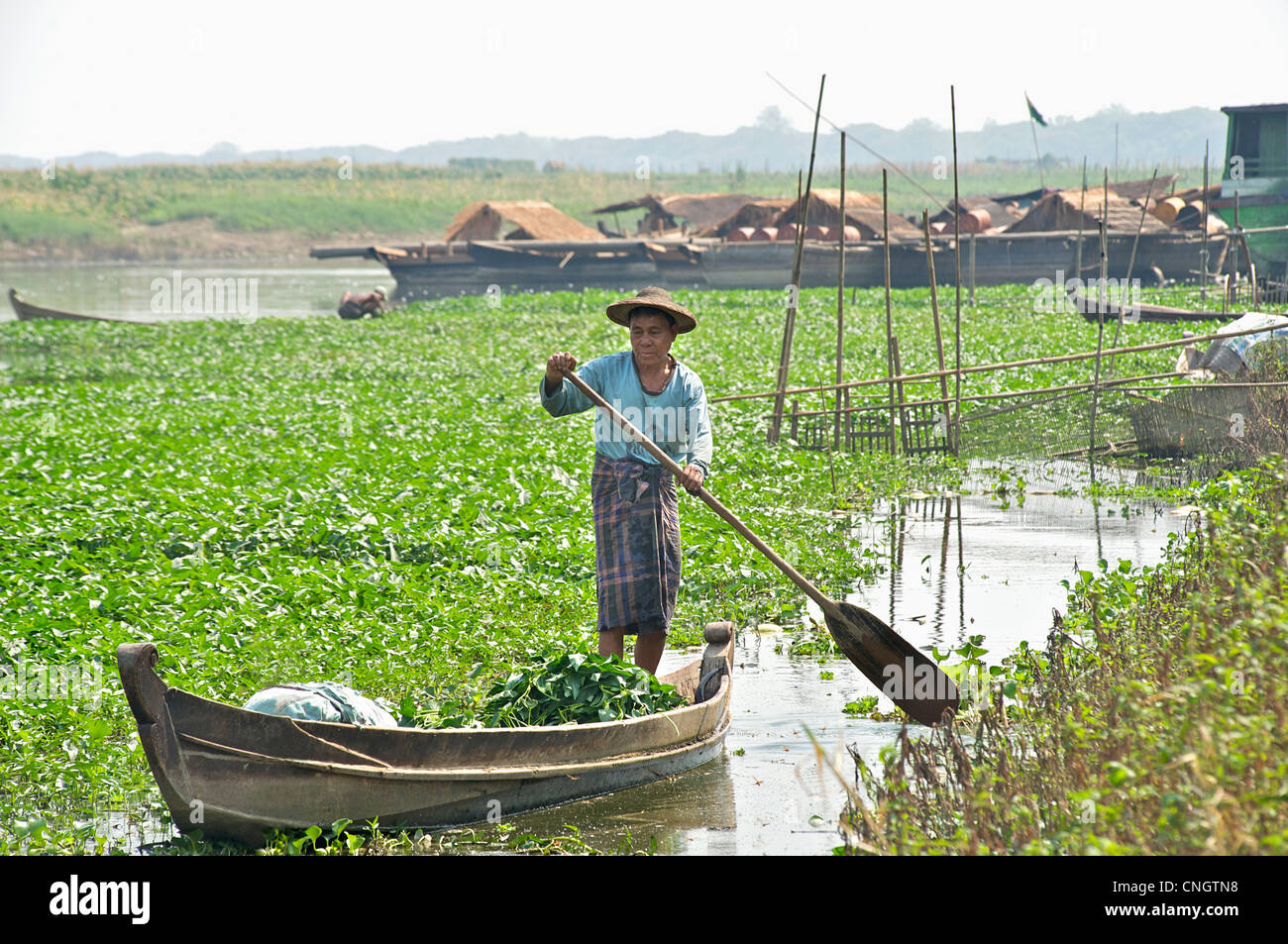Burmese man standing rowing canoe and collecting aquatic plants ...