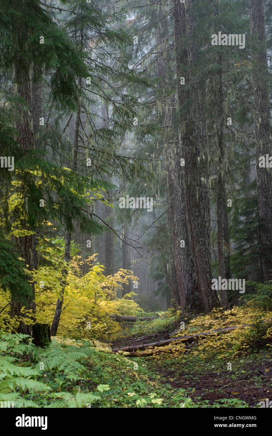 Path through the forest of pines and autumn yellow vine maples on a ...