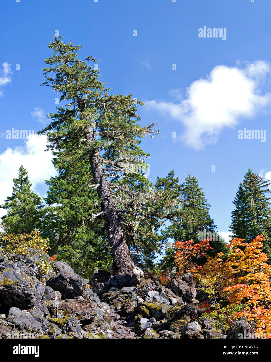 Leaning tree growing in lava flow on Proxy Falls Trail. This is a ...