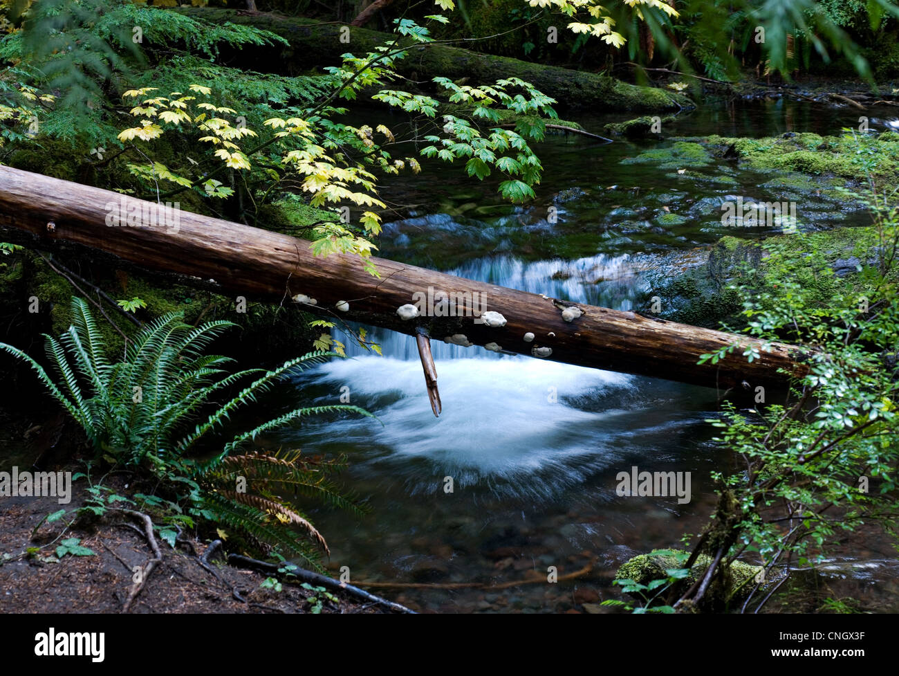 Fallen logs in water hi-res stock photography and images - Alamy