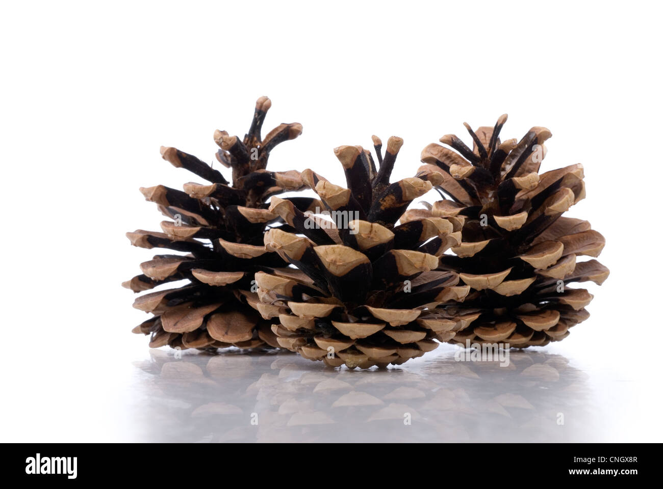 Horizontal close up image of three opened pine cones with a subtle ...