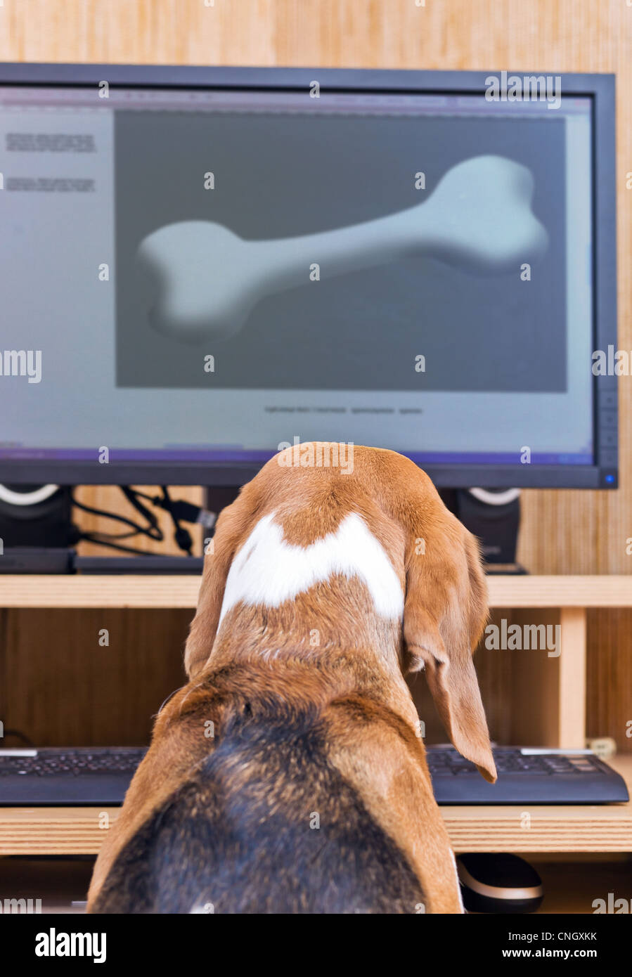 Dog computer hi-res stock photography and images - Alamy