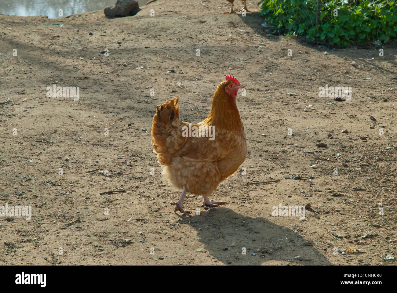 Hen walking along Stock Photo - Alamy