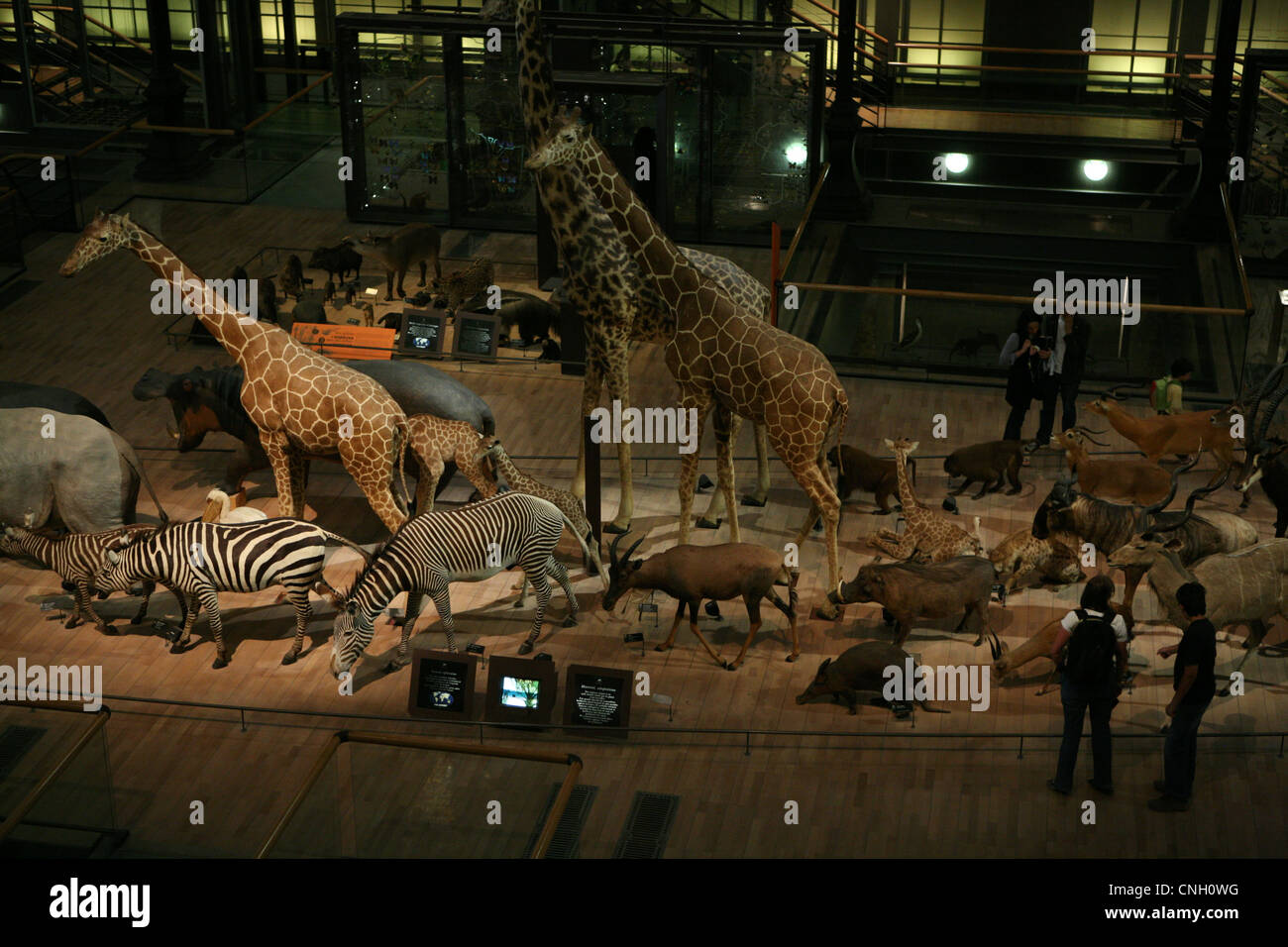 Zebra evolution hi-res stock photography and images - Alamy