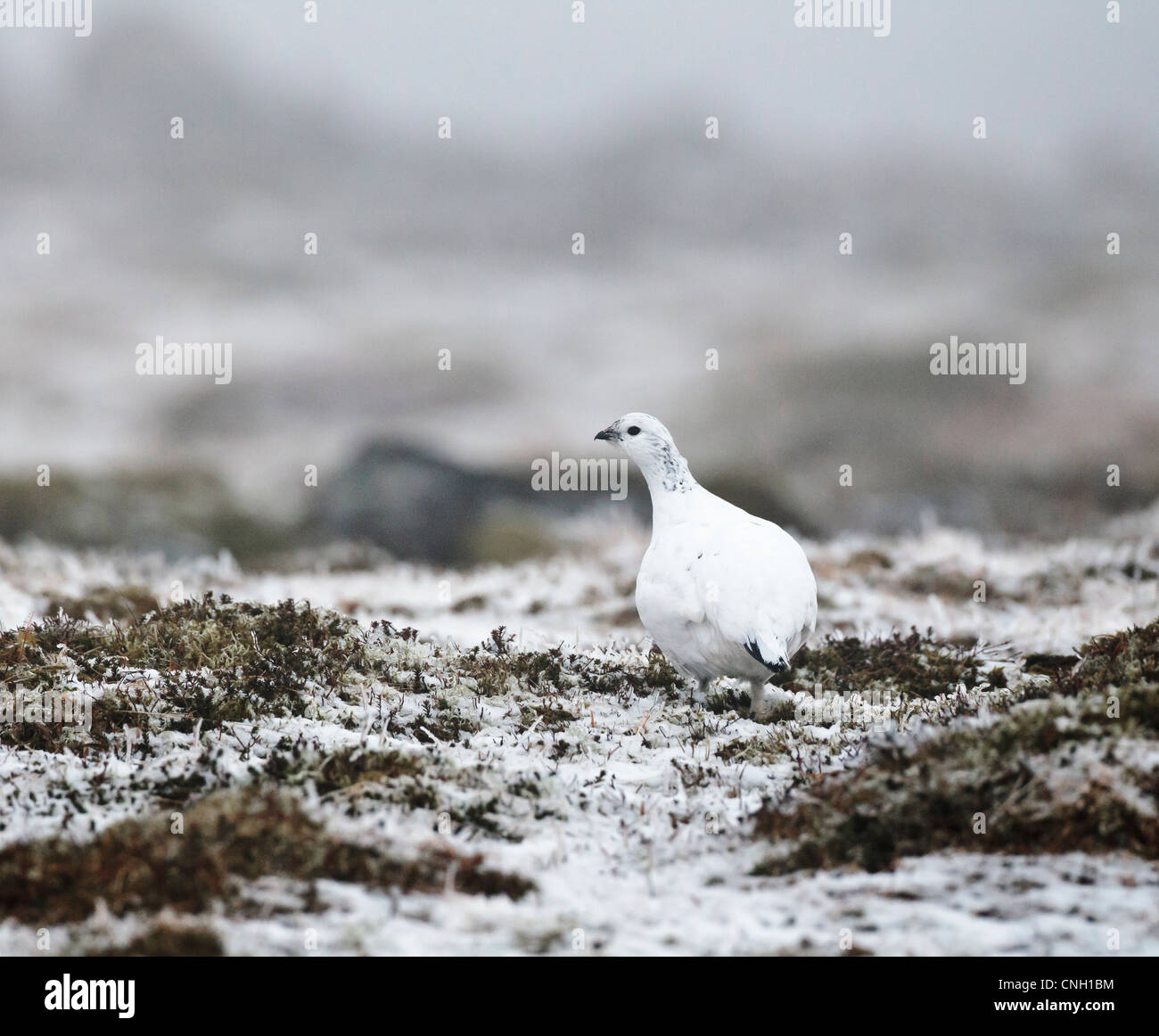 Ptarmigan in winter plumage on a snow covered mountain Stock Photo - Alamy