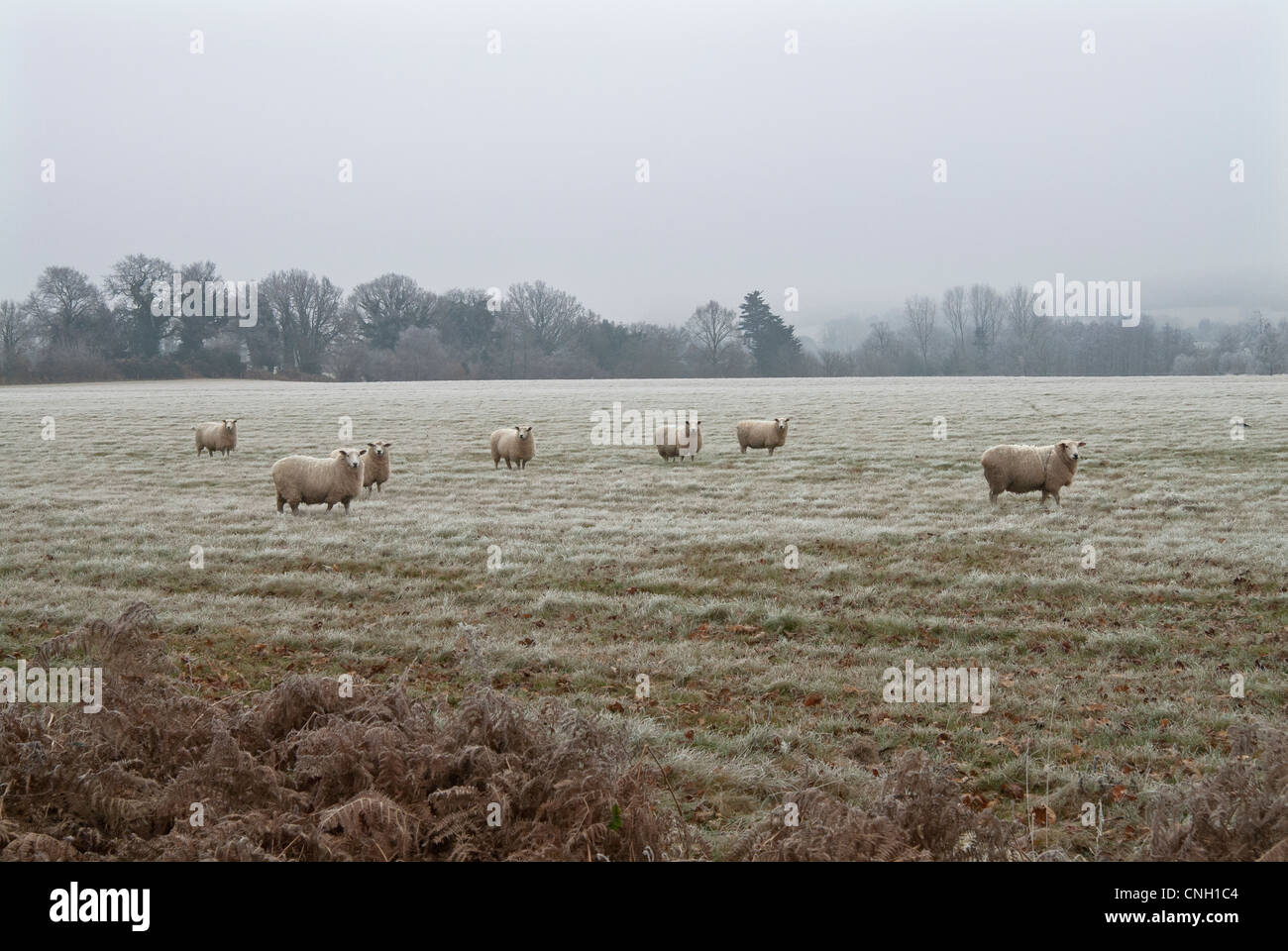 Sheep in a frosty field hi-res stock photography and images - Alamy