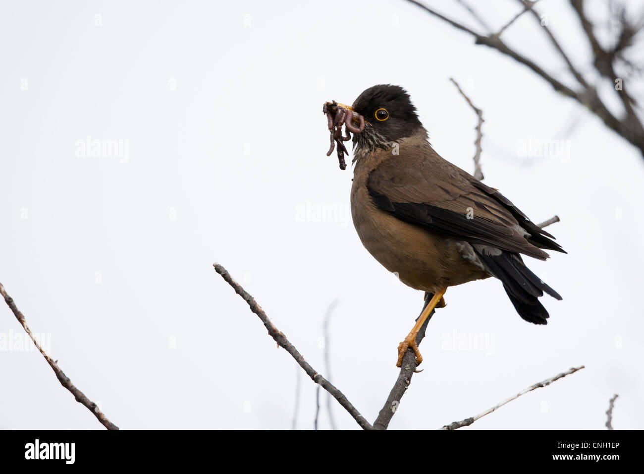 Austral Thrush (Turdus falcklandii magellanicus), Magellan subspecies ...