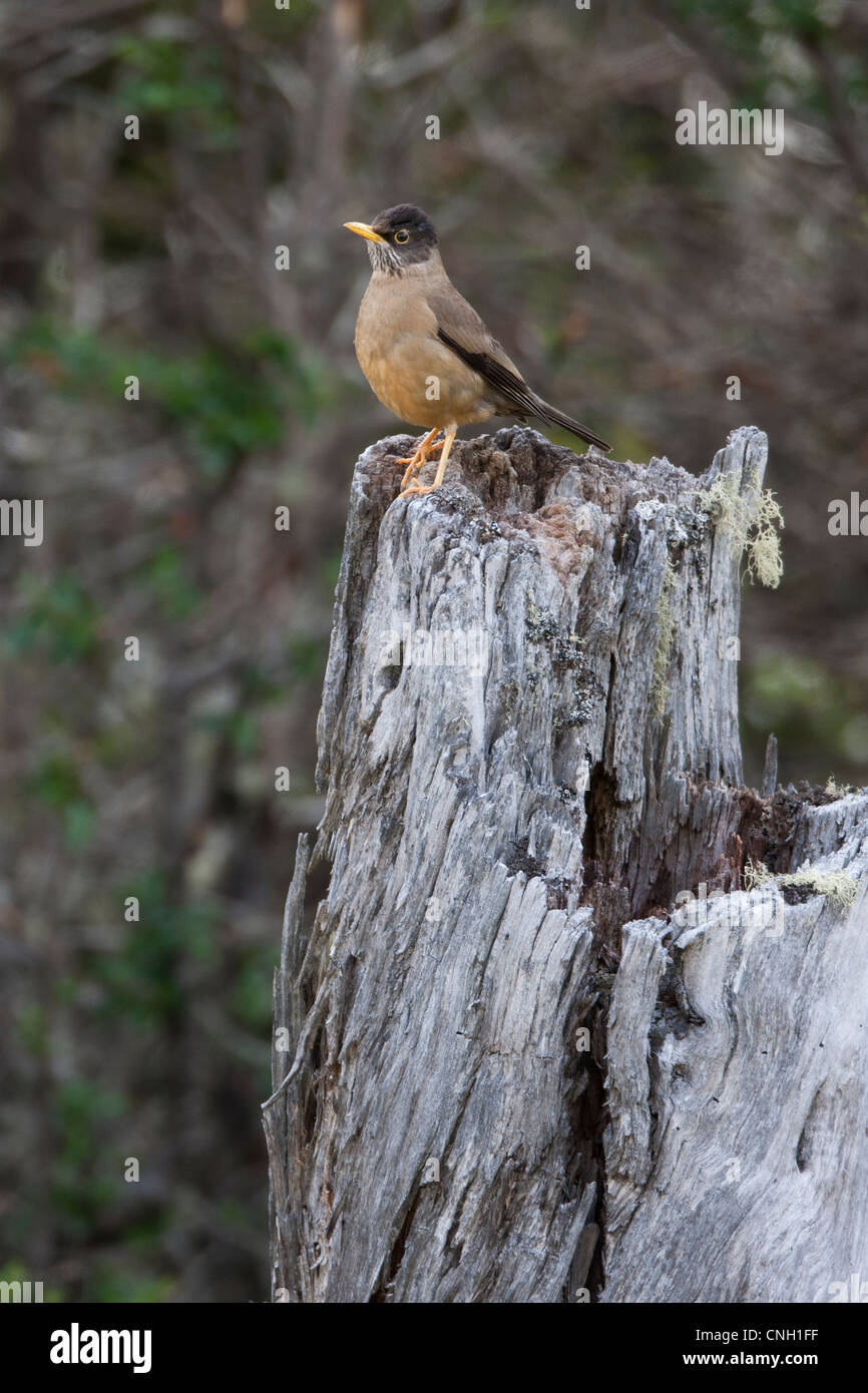 Austral Thrush (Turdus falcklandii magellanicus), Magellan subspecies ...