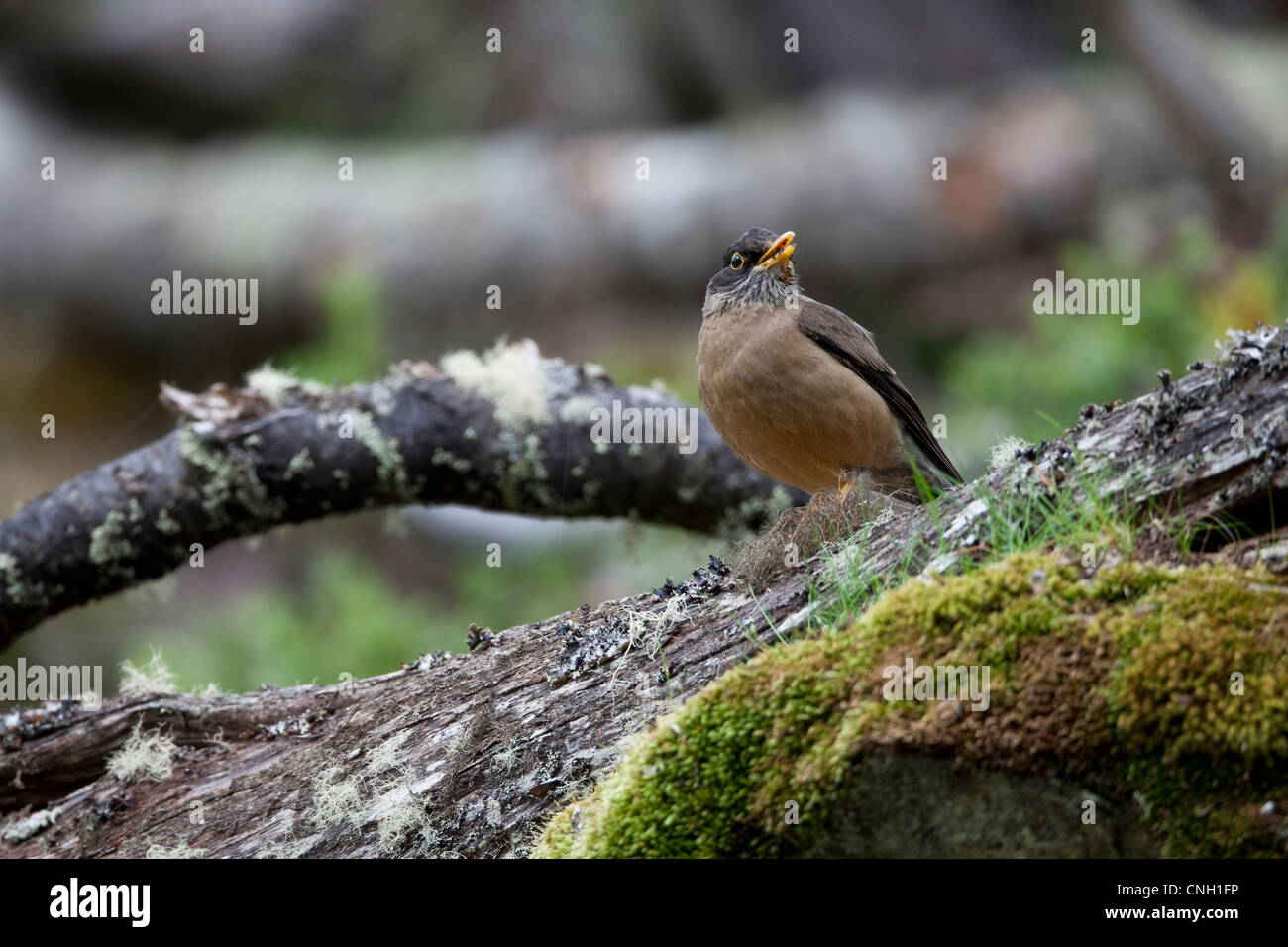 Austral Thrush (Turdus falcklandii magellanicus), Magellan subspecies ...