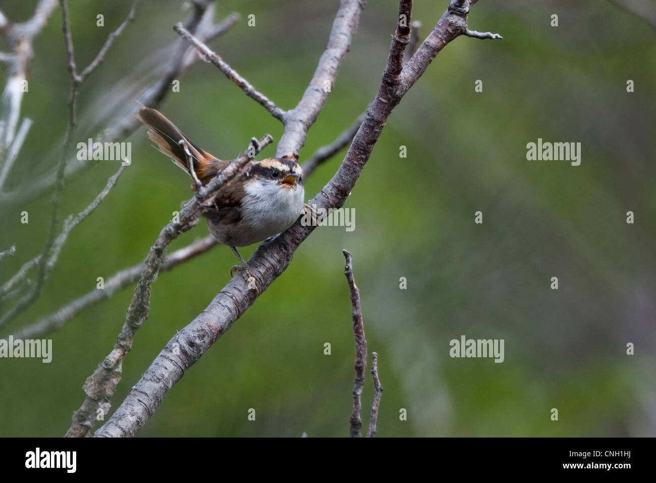 Thorn-tailed Rayadito (Aphrastura spinicauda spinicauda) at Tierra del ...
