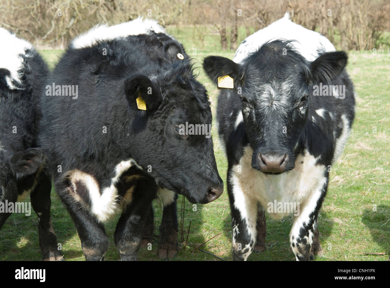 Landscape portrait of two black and white beef cattle with yellow tags ...