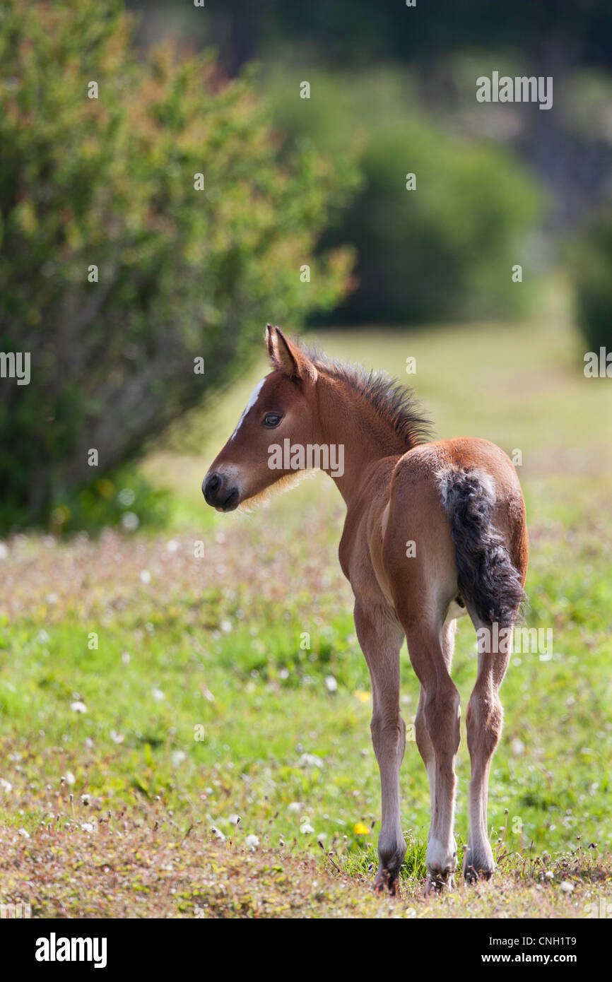 Horse (Equus ferus caballus), foal at Tierra del Fuego National Park ...