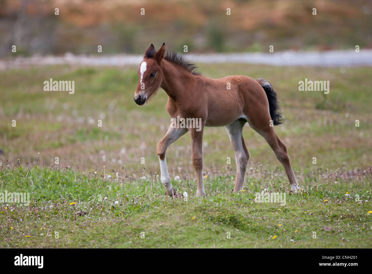 Horse (Equus ferus caballus), foal at Tierra del Fuego National Park ...