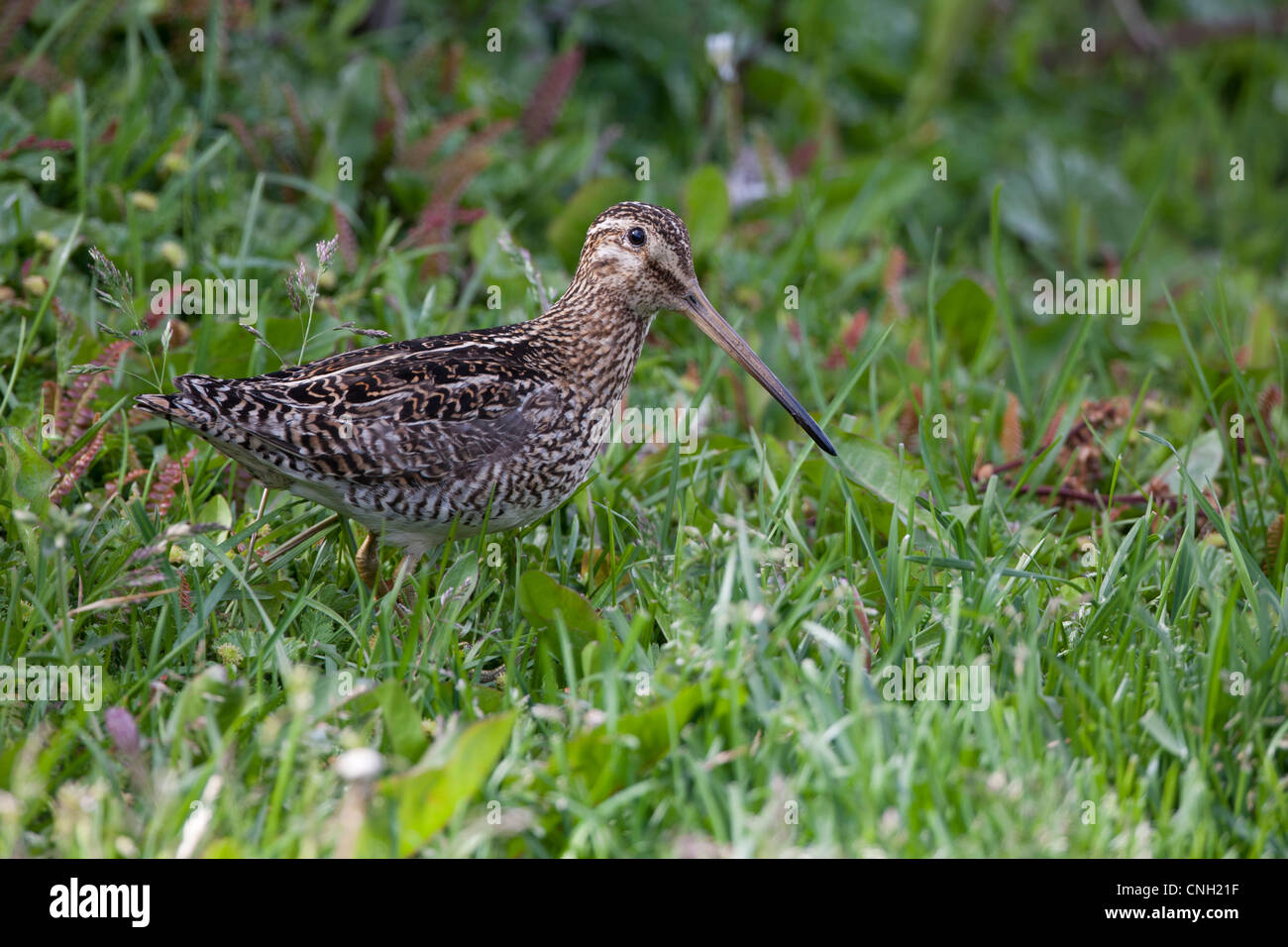 South American Snipe (Gallinago paraguaiae magellanica), Magellanic ...