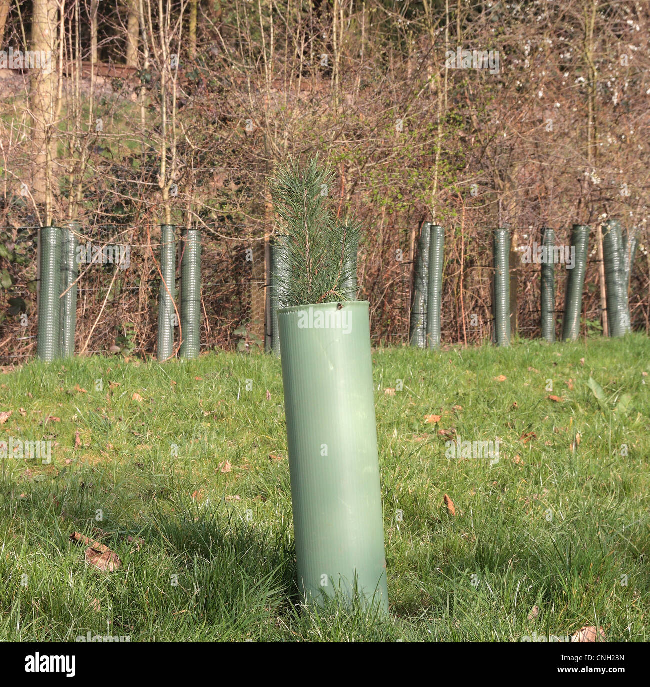 Tree guard hi-res stock photography and images - Alamy