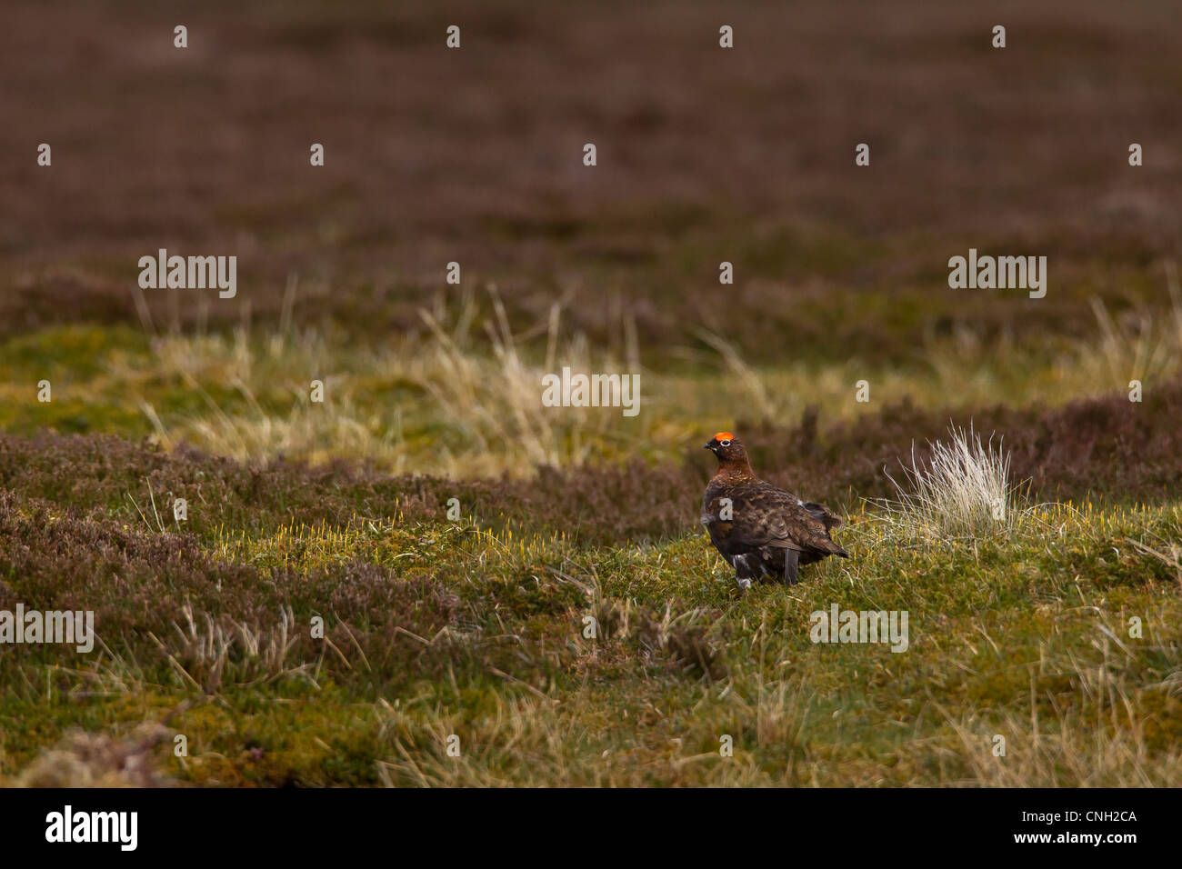 Heather moorland grouse moor august hi-res stock photography and images ...
