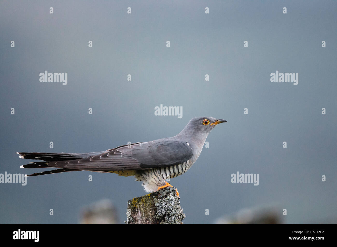 Cuckoo nest hi-res stock photography and images - Alamy