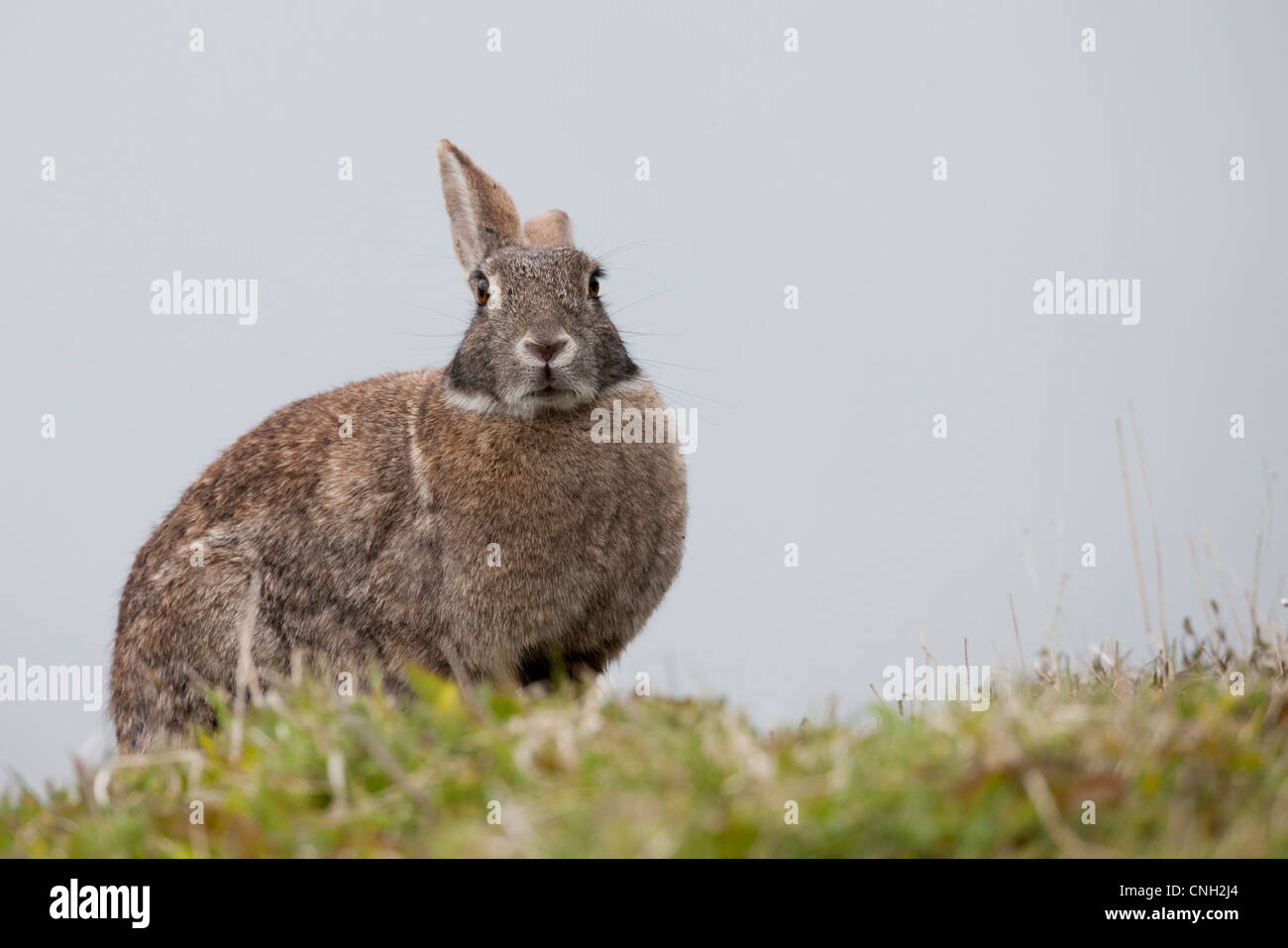 Rabbit argentina hi-res stock photography and images - Alamy