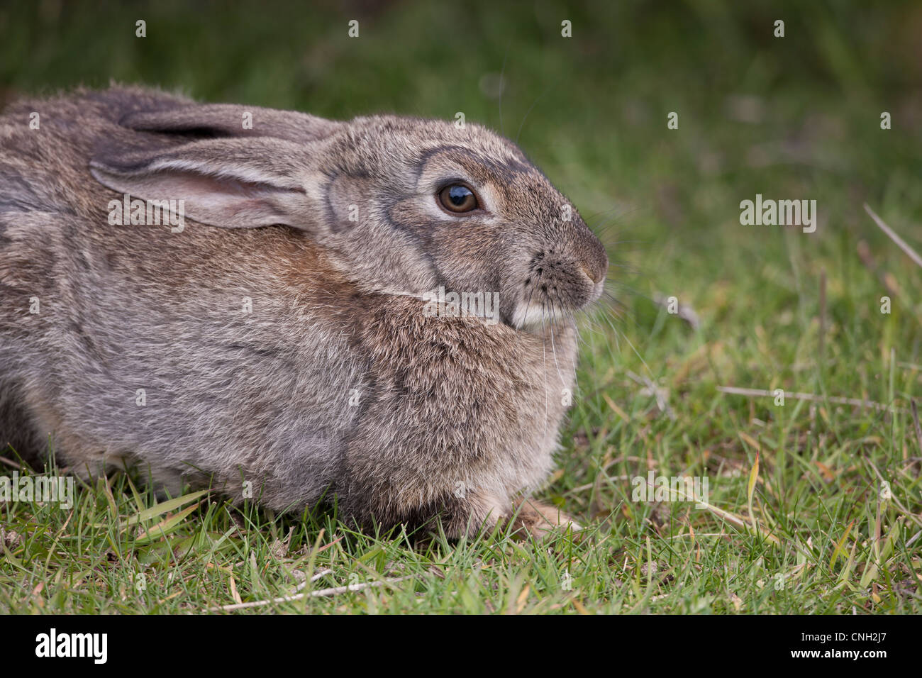European Hare (Lepus europaeus) at Tierra del Fuego National Park ...