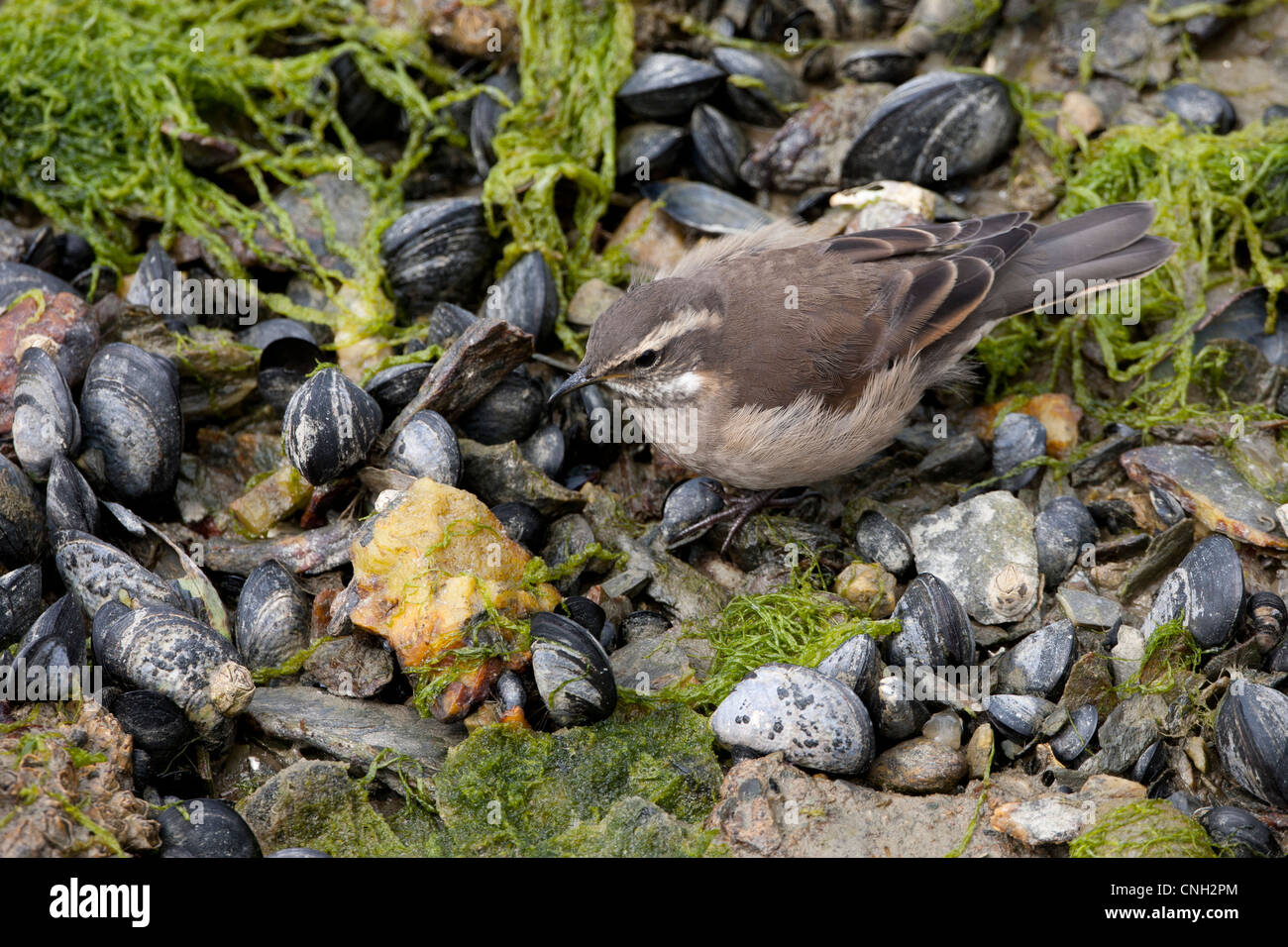 Buff-winged Cinclodes (Cinclodes fuscus) foraging among muscles in ...