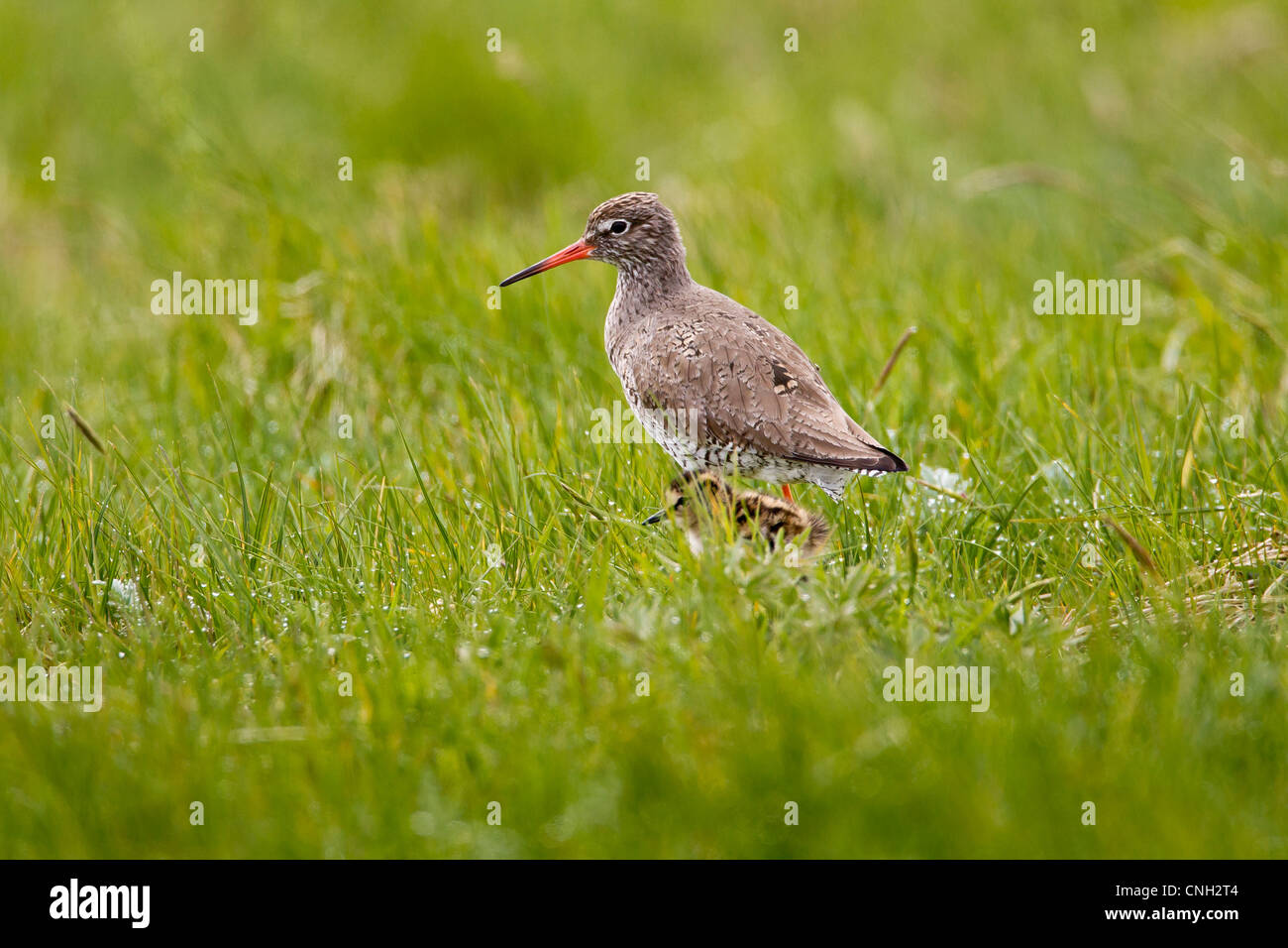 Redshank with a chick against a background of machair Stock Photo - Alamy