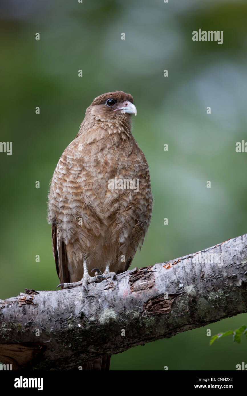 Chimango Caracara (Milvago chimango temucoensis) at Tierra del Fuego ...