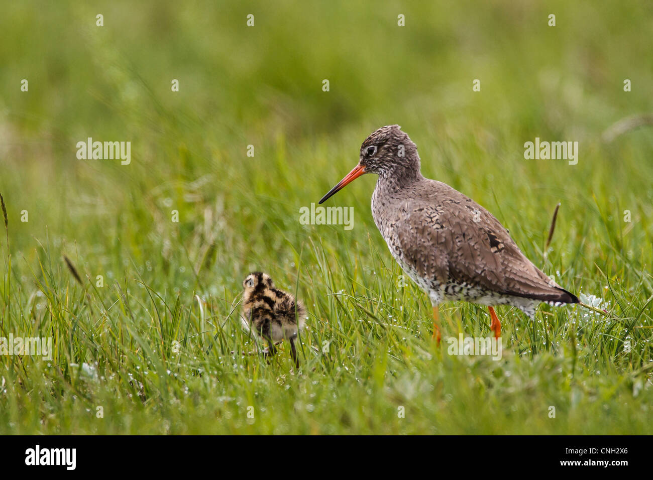 Waderlwading hi-res stock photography and images - Alamy