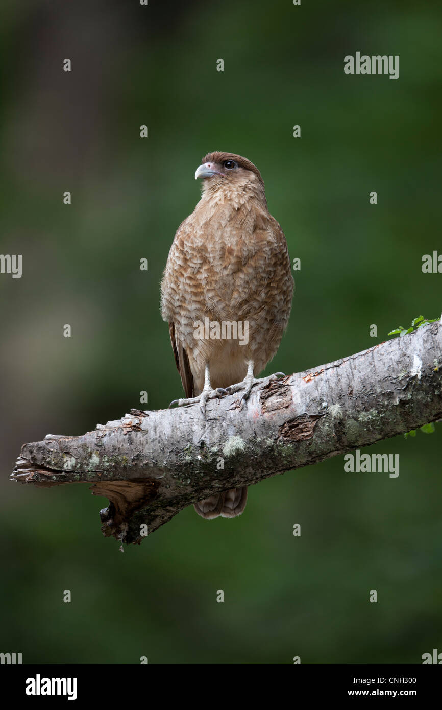 Chimango Caracara (Milvago chimango temucoensis) at Tierra del Fuego ...