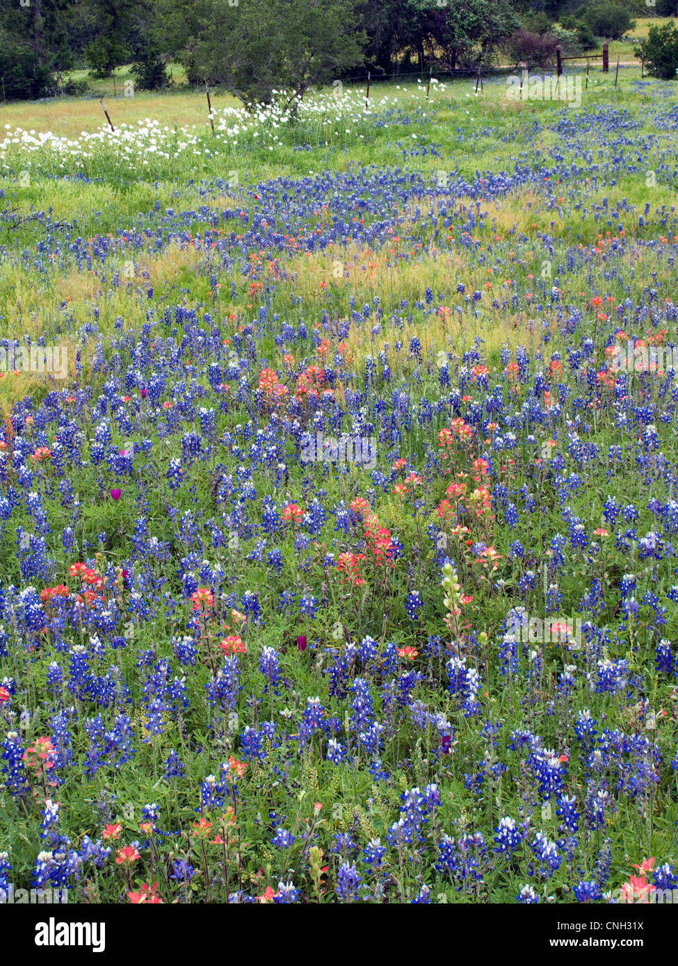 Field of Texas wildflowers Stock Photo - Alamy