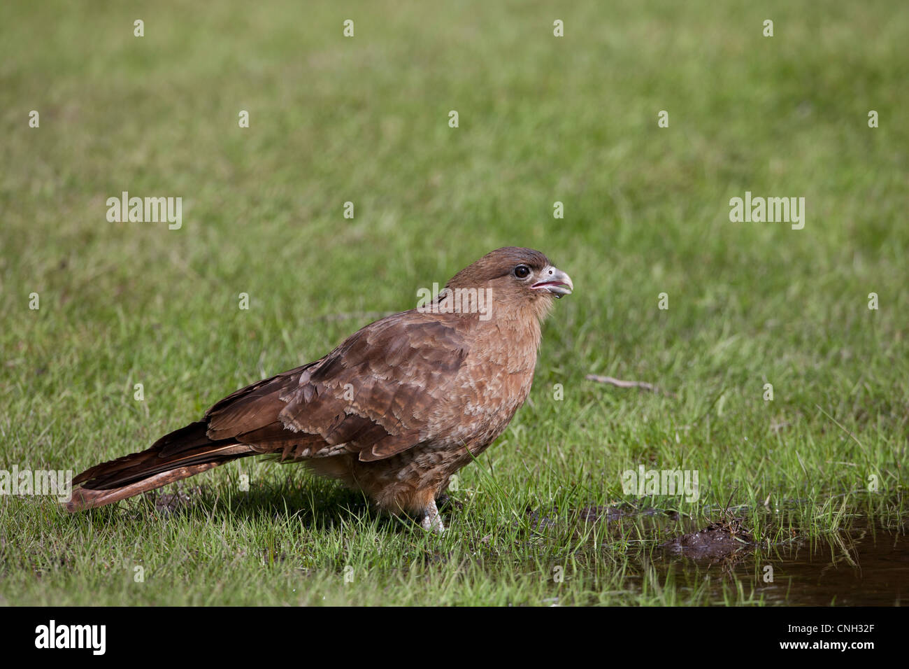 Chimango Caracara (Milvago chimango temucoensis) about to drink from a ...