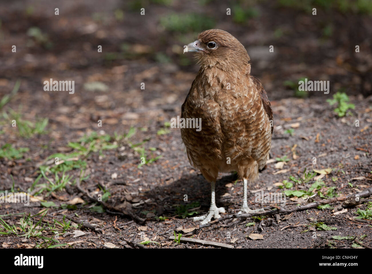 Chimango Caracara (Milvago chimango temucoensis) at Tierra del Fuego ...