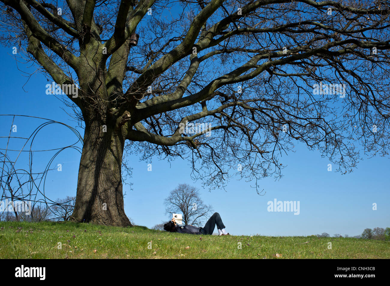 Man reading book under tree Stock Photo - Alamy