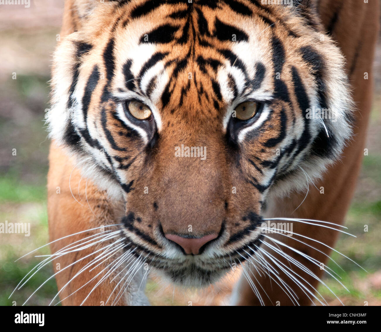 Female Sumatran tiger (close-up Stock Photo - Alamy