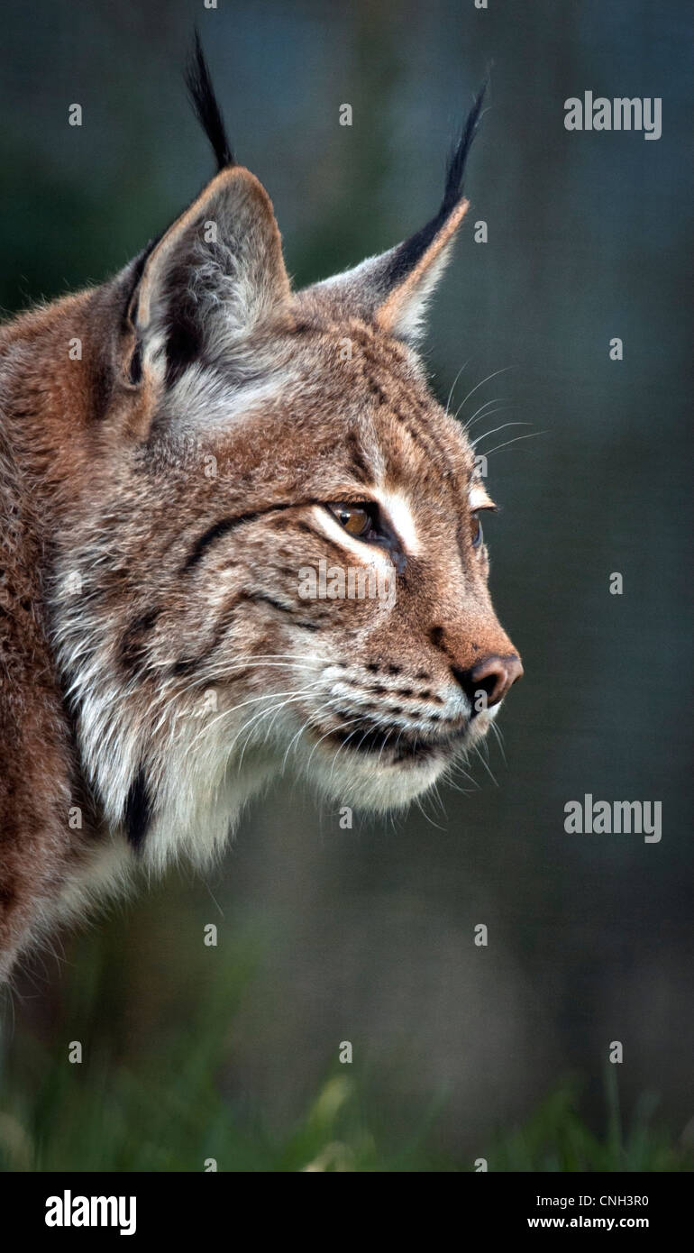 Female lynx hi-res stock photography and images - Alamy