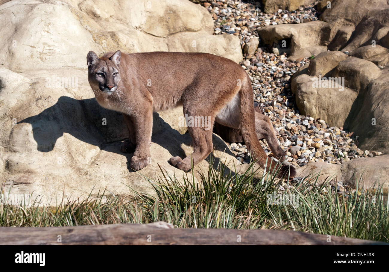 Female puma on rocks Stock Photo - Alamy