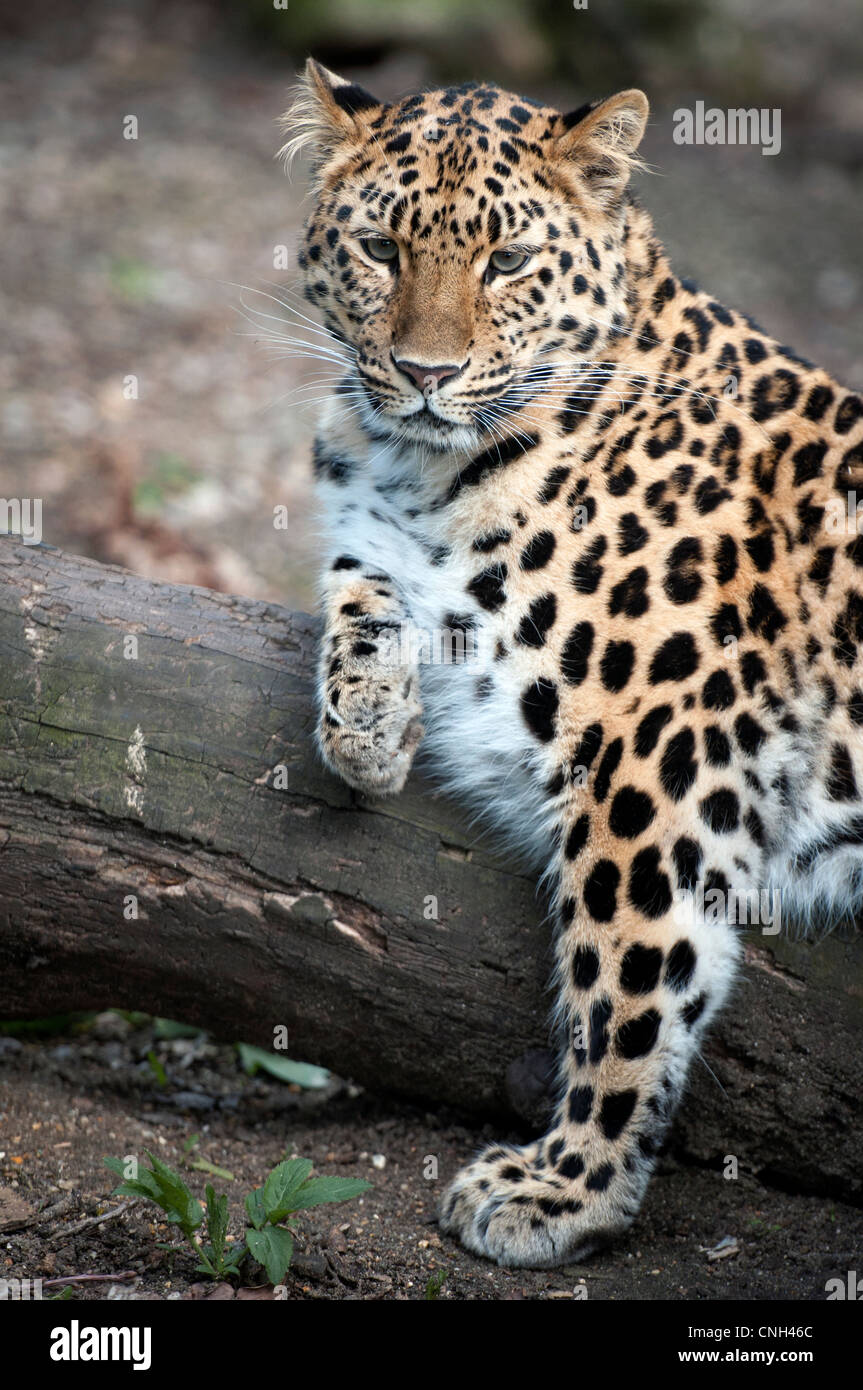 Female Amur leopard relaxing Stock Photo - Alamy