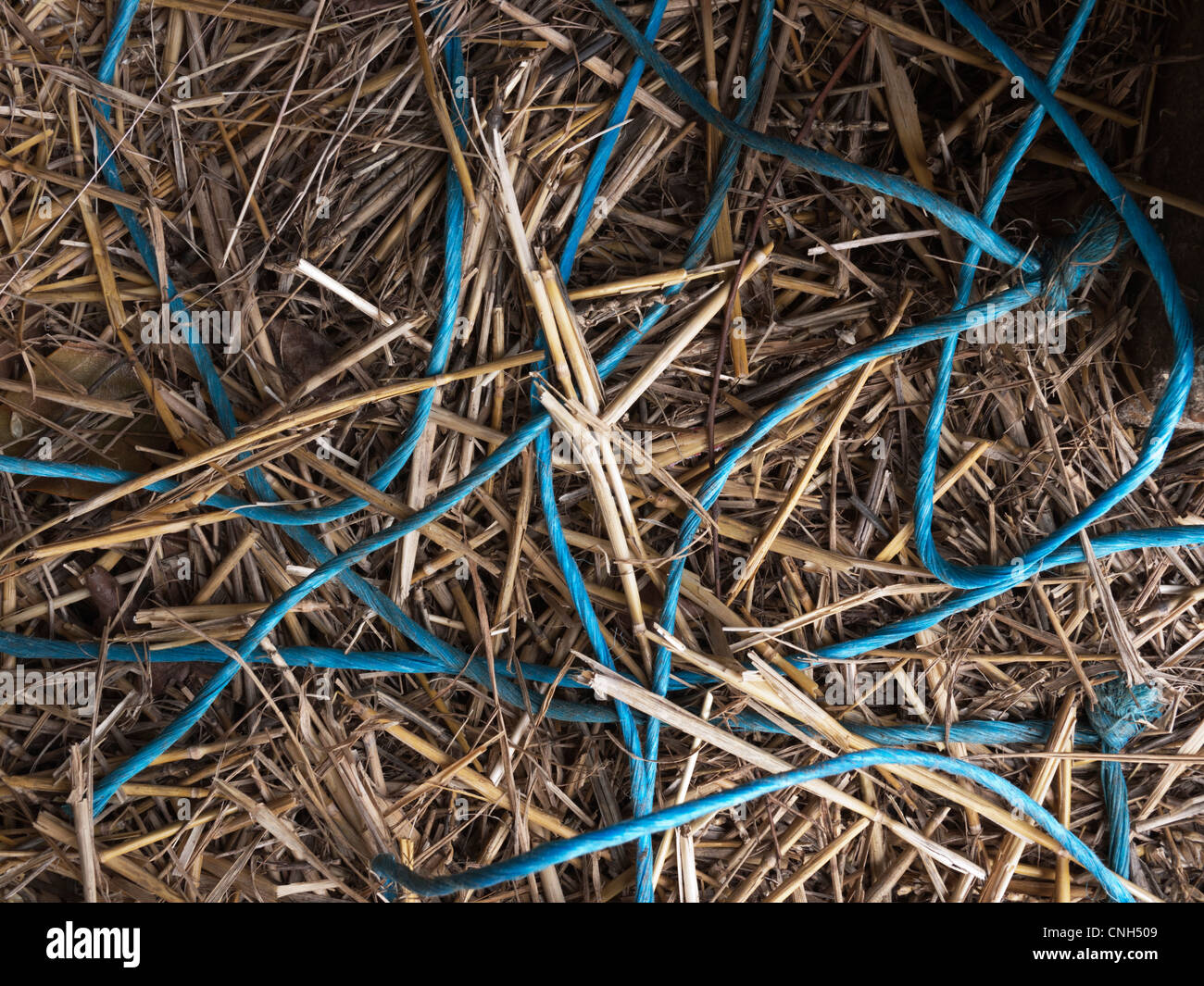 blue nylon string lying on a bed of straw Stock Photo - Alamy