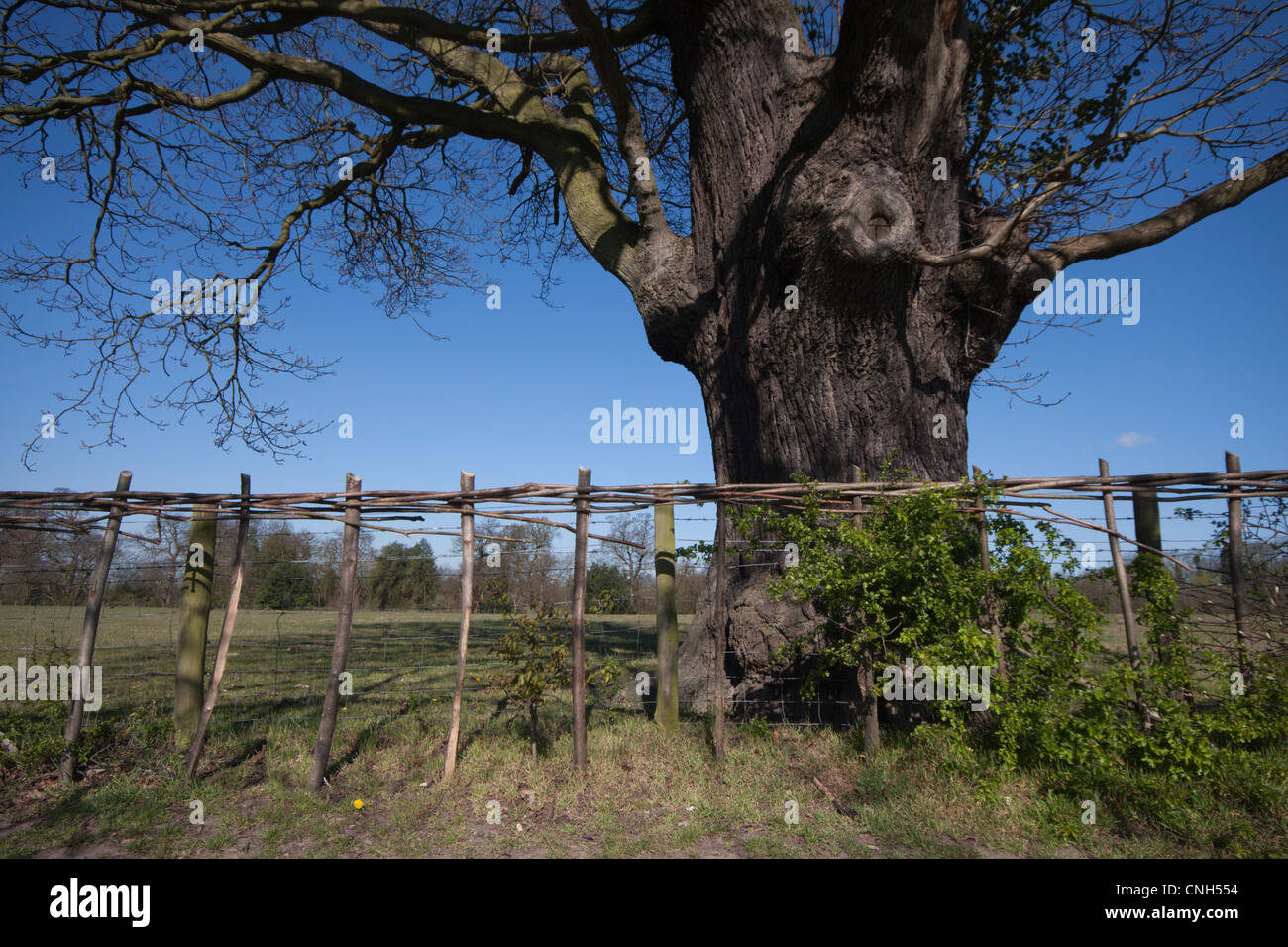 trunk of an oak tree with a wooden fence looking into a grassy field in ...
