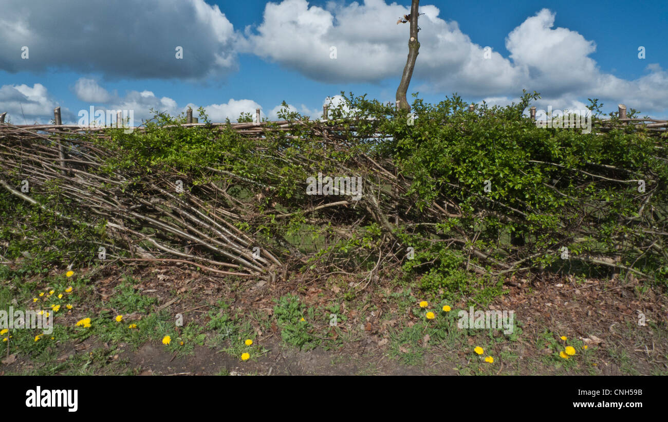 a layered hedge in spring with dandelions and cumulus clouds in the sky ...