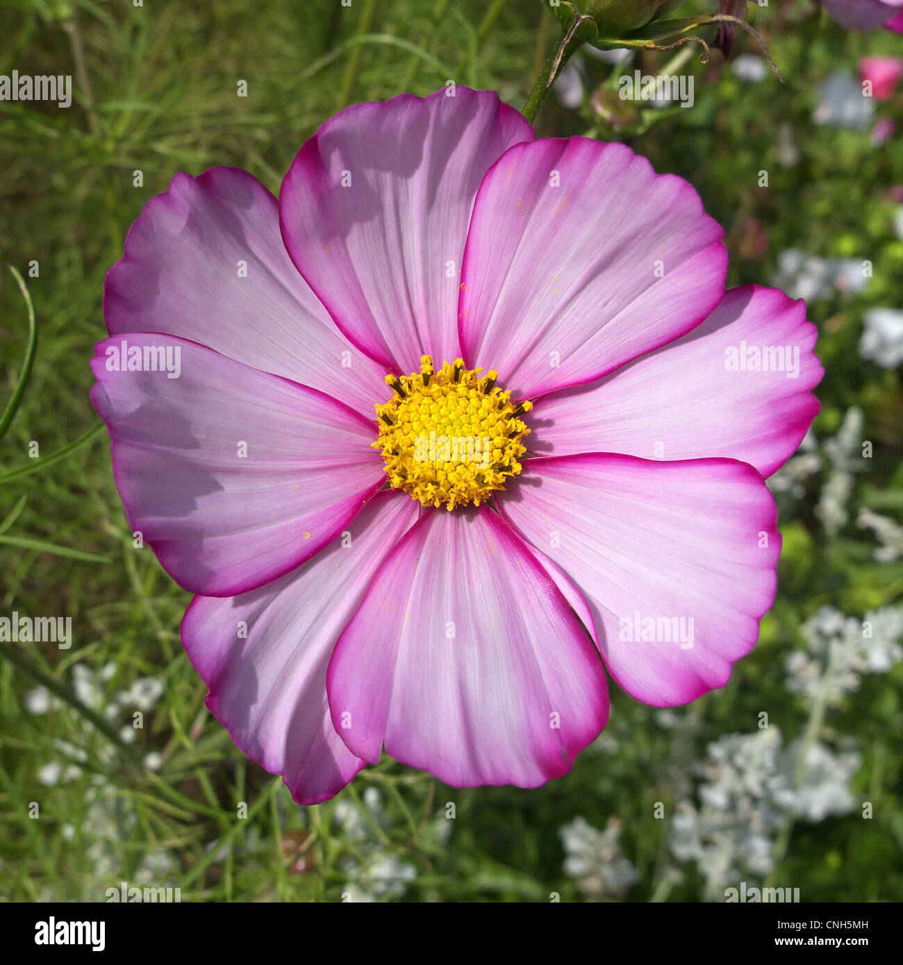 Single Cosmos bipinnatus flower Stock Photo - Alamy