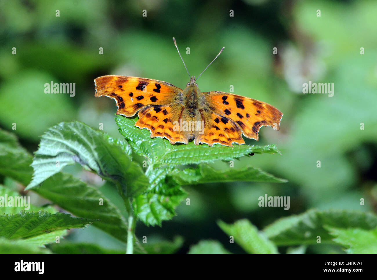 On brambles hi-res stock photography and images - Alamy