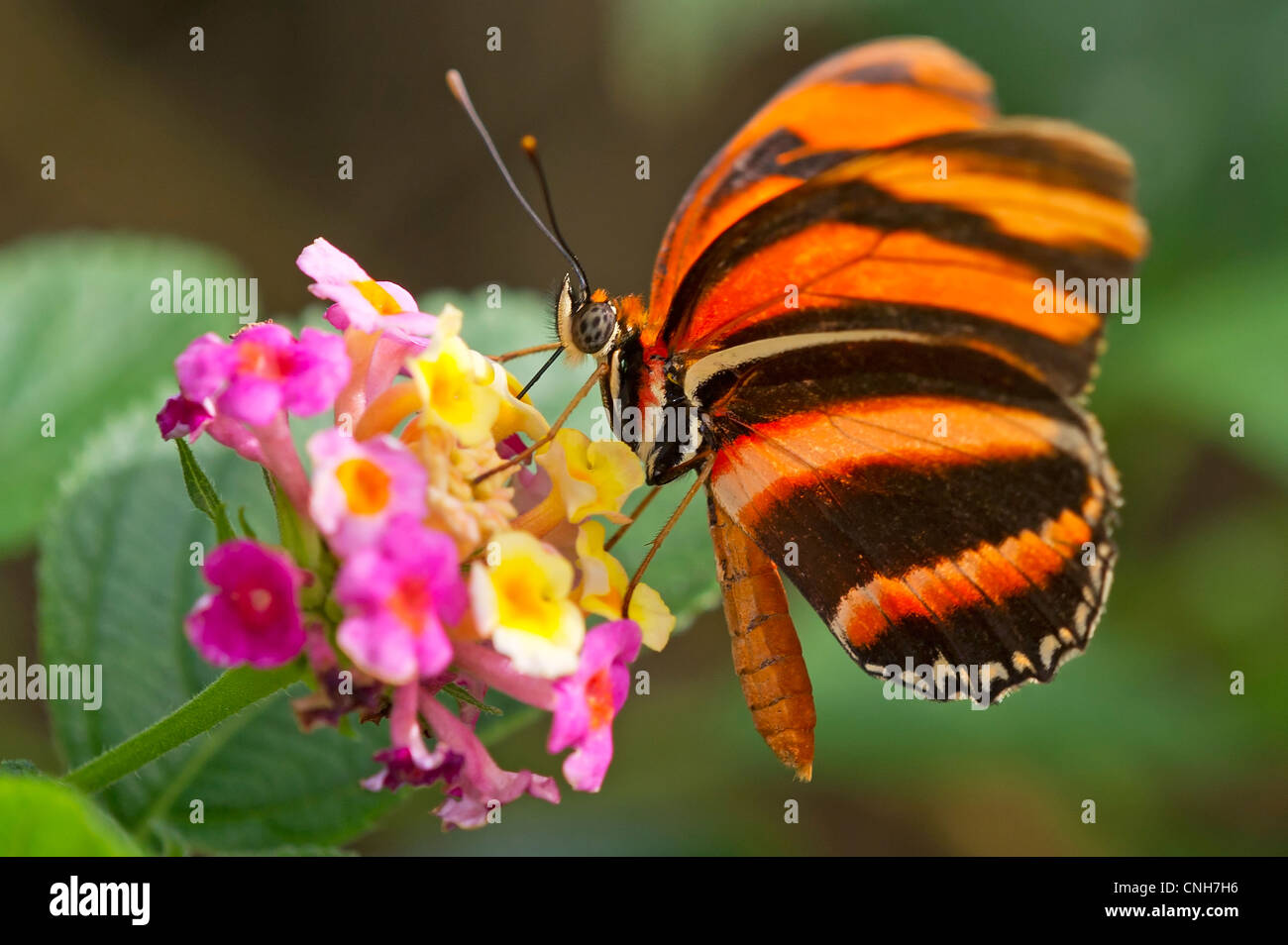 A Banded Orange butterfly feeding Stock Photo - Alamy